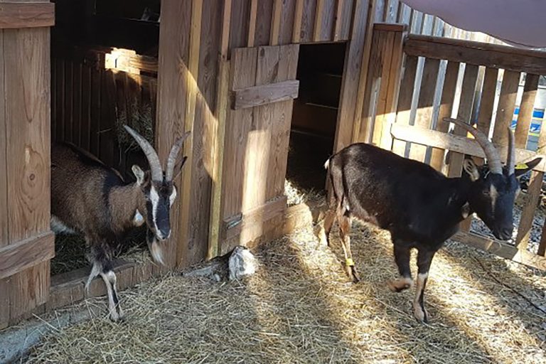 How Much Space Do Goats Need Backyard Goats how-much-space-do-goats-need-backyard-goats